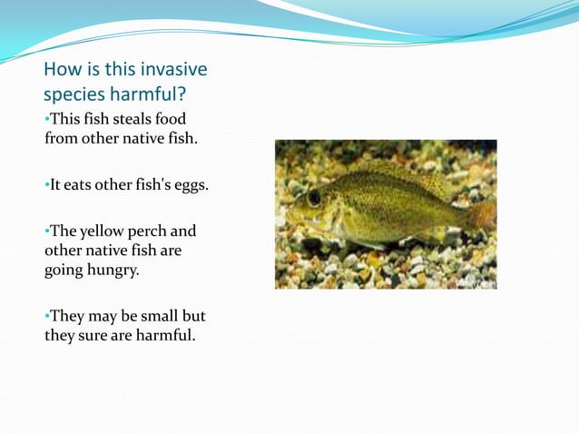 European ruffe.pptx claudia | PPTX | Fishing Sports | Sports