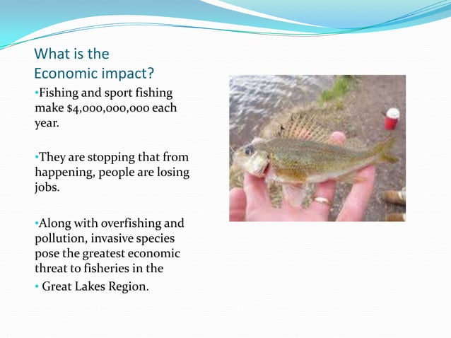 European ruffe.pptx claudia | PPTX | Fishing Sports | Sports