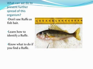 European ruffe.pptx claudia | PPTX | Fishing Sports | Sports