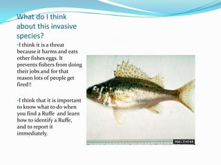 European ruffe.pptx claudia | PPTX | Fishing Sports | Sports