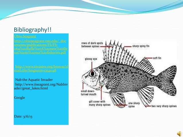 European ruffe.pptx claudia | PPTX | Fishing Sports | Sports