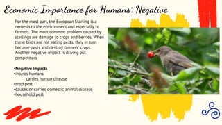 European Starling (1).pptx