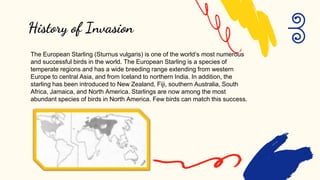 European Starling (1).pptx