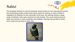 European Starling (1).pptx