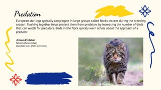 European Starling (1).pptx