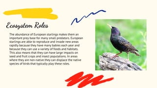 European Starling (1).pptx