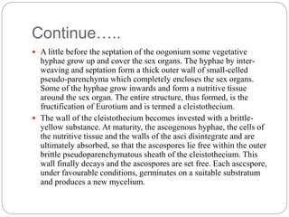Eurotium(aspergillus) | PPTX