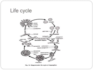 Eurotium(aspergillus) | PPTX | Reproductive Health | Diseases and ...