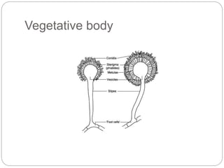 Eurotium(aspergillus) | PPTX