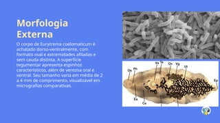 Eurytrema coelomaticum , principais características | PPTX