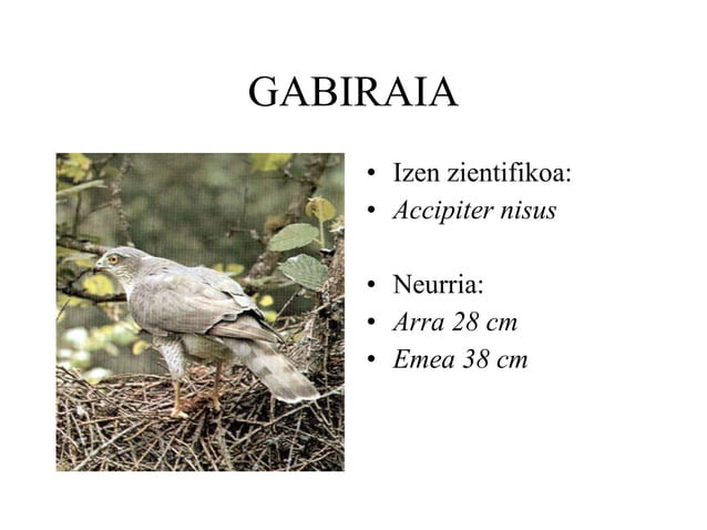 Euskal herriko hegaztiak | PPT