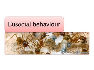 Eusocial behaviour.pptx