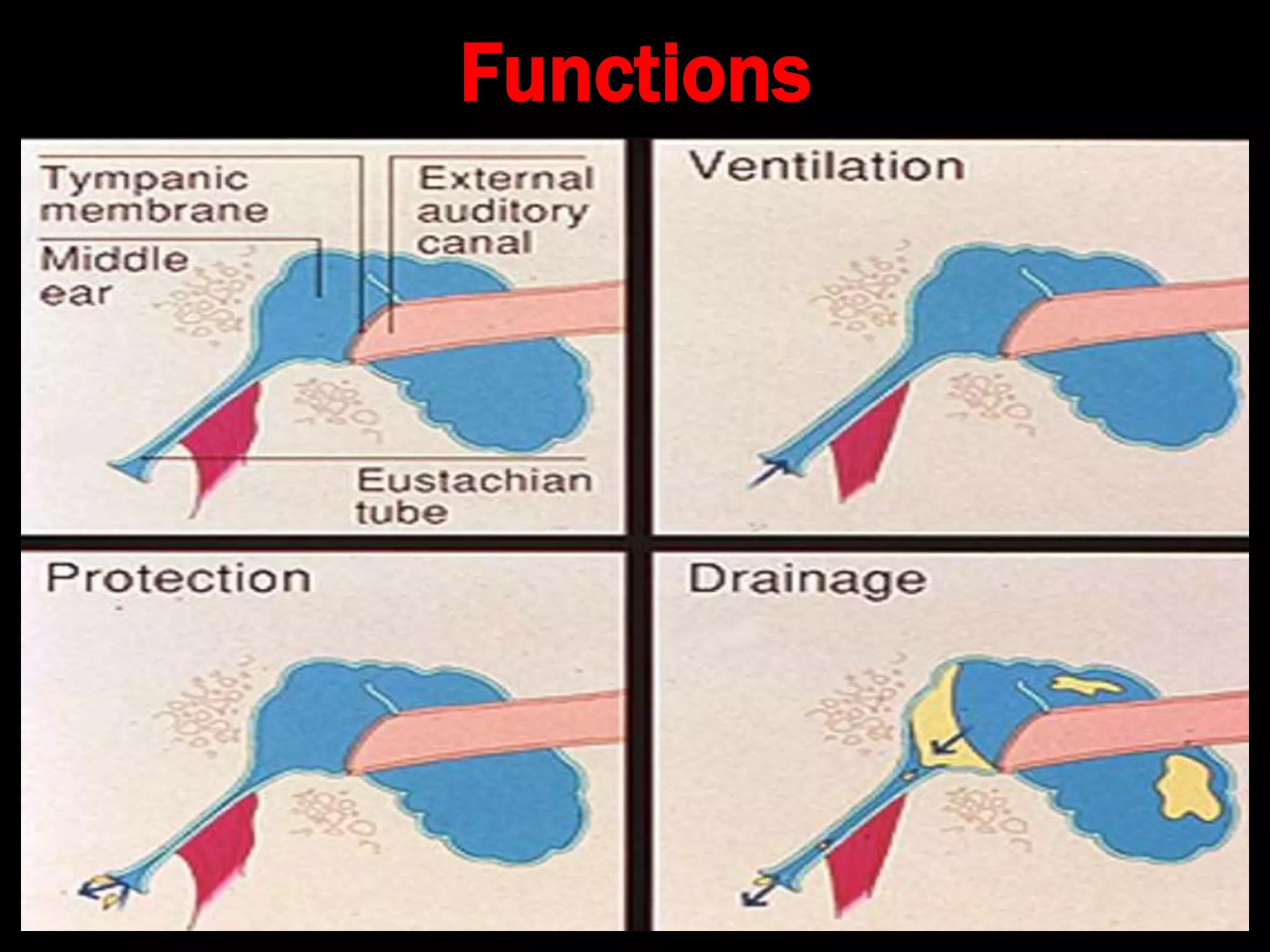 Eustachian tube disorders by Dr. Krishna Koirala | PPT | Ear, Nose and ...
