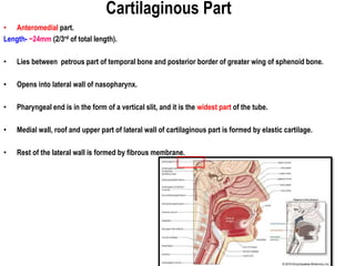 eustachian_tube.pptx
