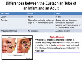eustachian_tube.pptx