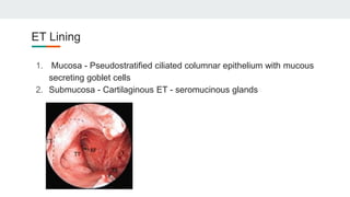 Eustachian tube and it's disorders, ENT | PPTX