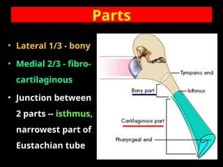 Anatomy ,Physiology and dysfunctions of the Eustachian Tube - Dr ...