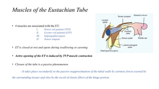 Eustachian Tube - Anatomy physiology and Disorders UG.pptx