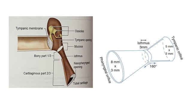 Eustachian Tube - Anatomy physiology and Disorders UG.pptx | Ear, Nose ...