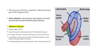 Eustachian Tube - Anatomy physiology and Disorders UG.pptx