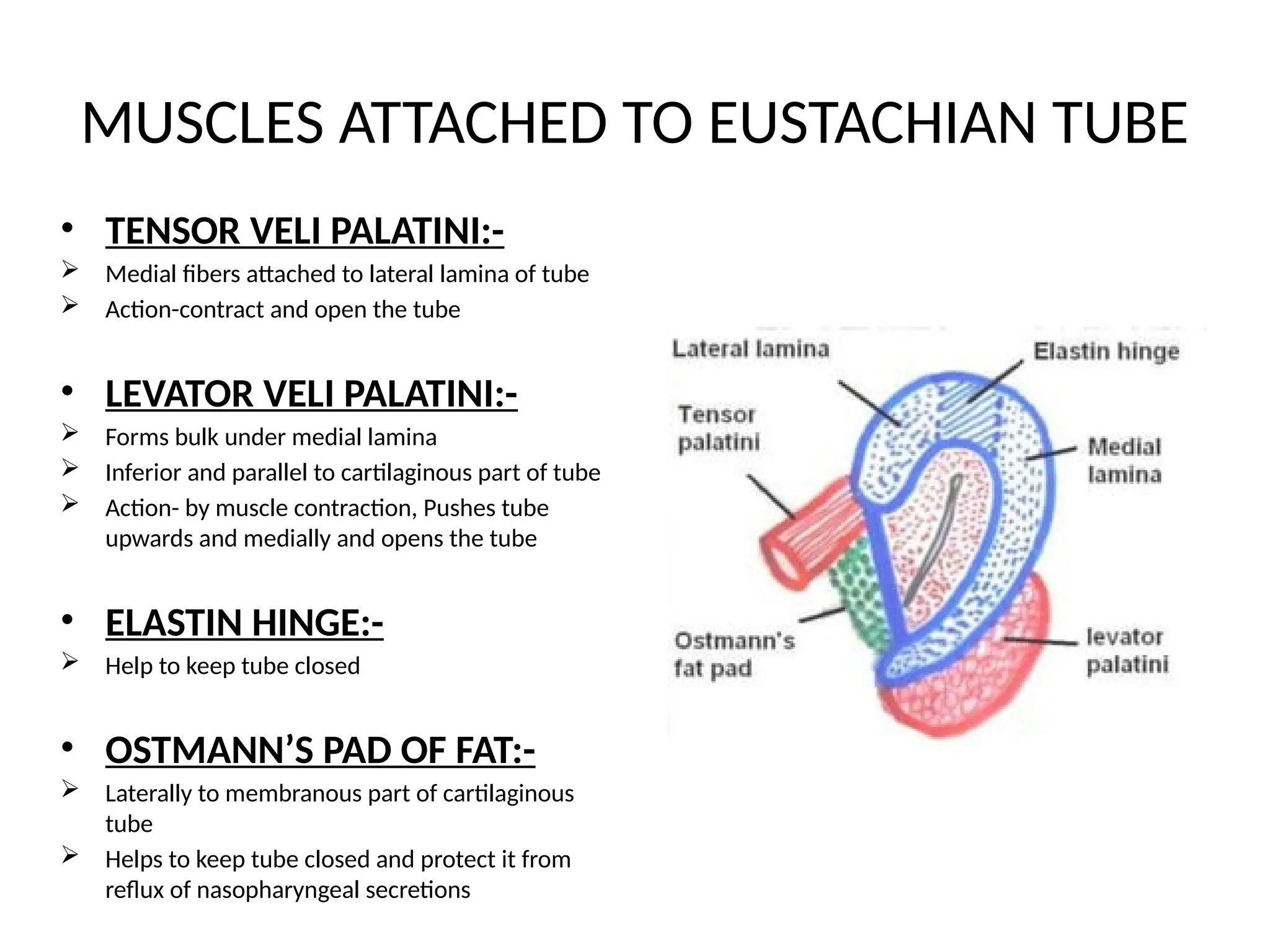 eustachian tube anatomy DFTDTFYGUHDFCand physiology.pptx