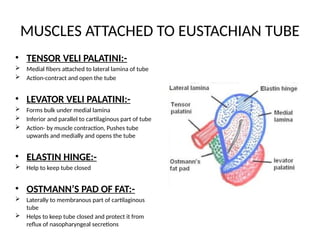 eustachian tube anatomy DFTDTFYGUHDFCand physiology.pptx