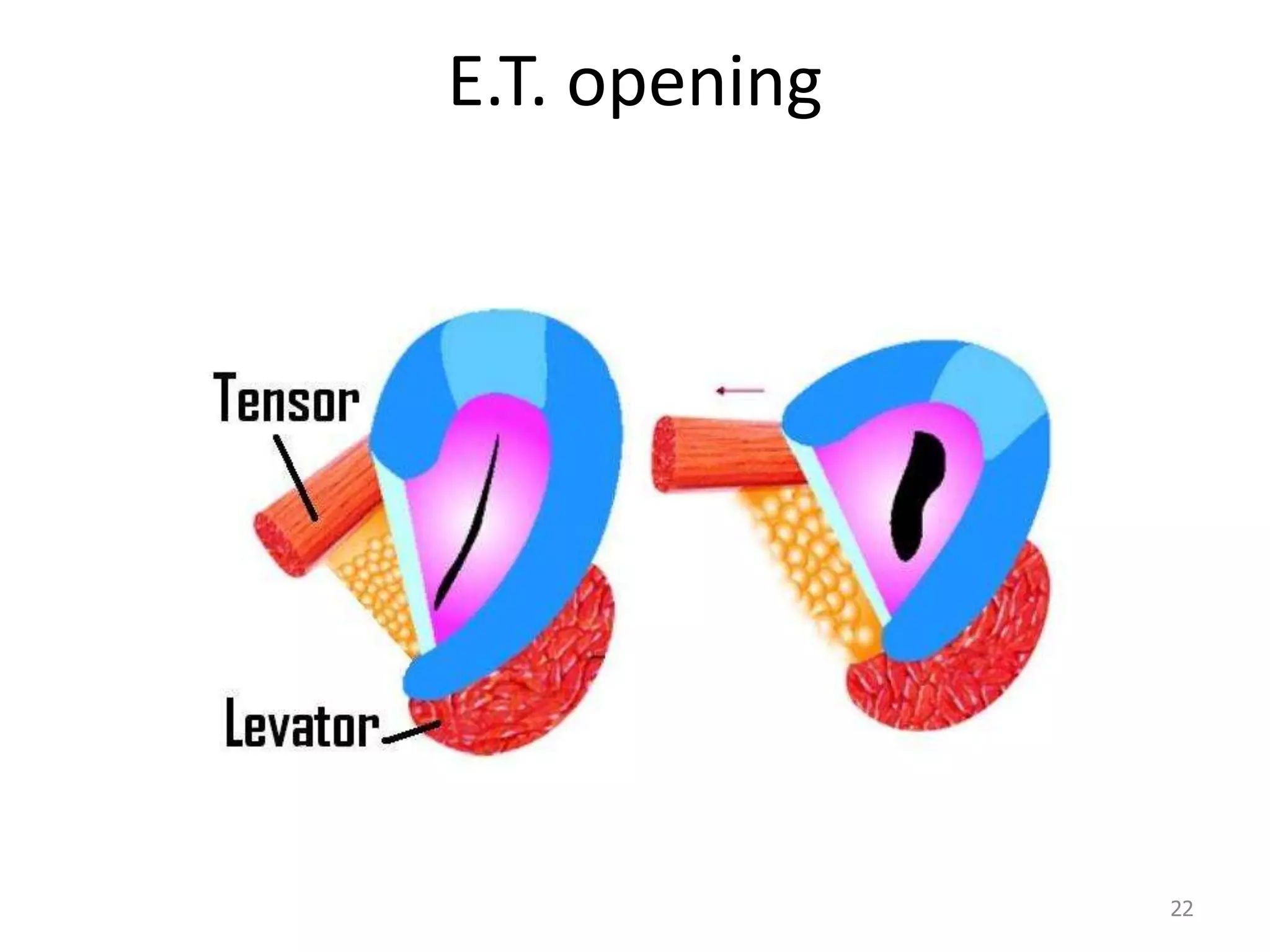 Eustachian tube, anatomy, test and disorders, dr.vijaya sundarm, 20.03.17