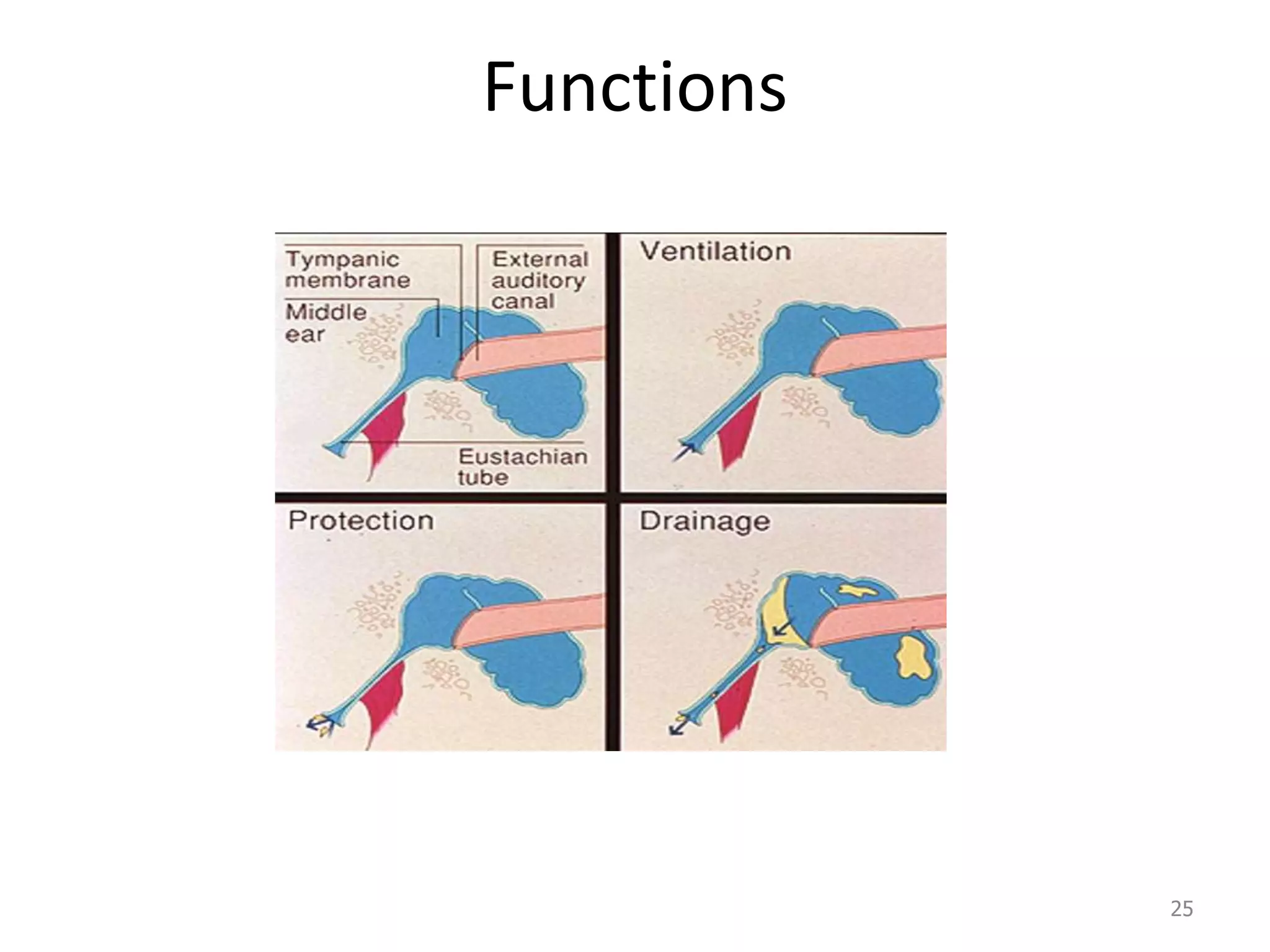 Eustachian tube, anatomy, test and disorders, dr.vijaya sundarm, 20.03.17