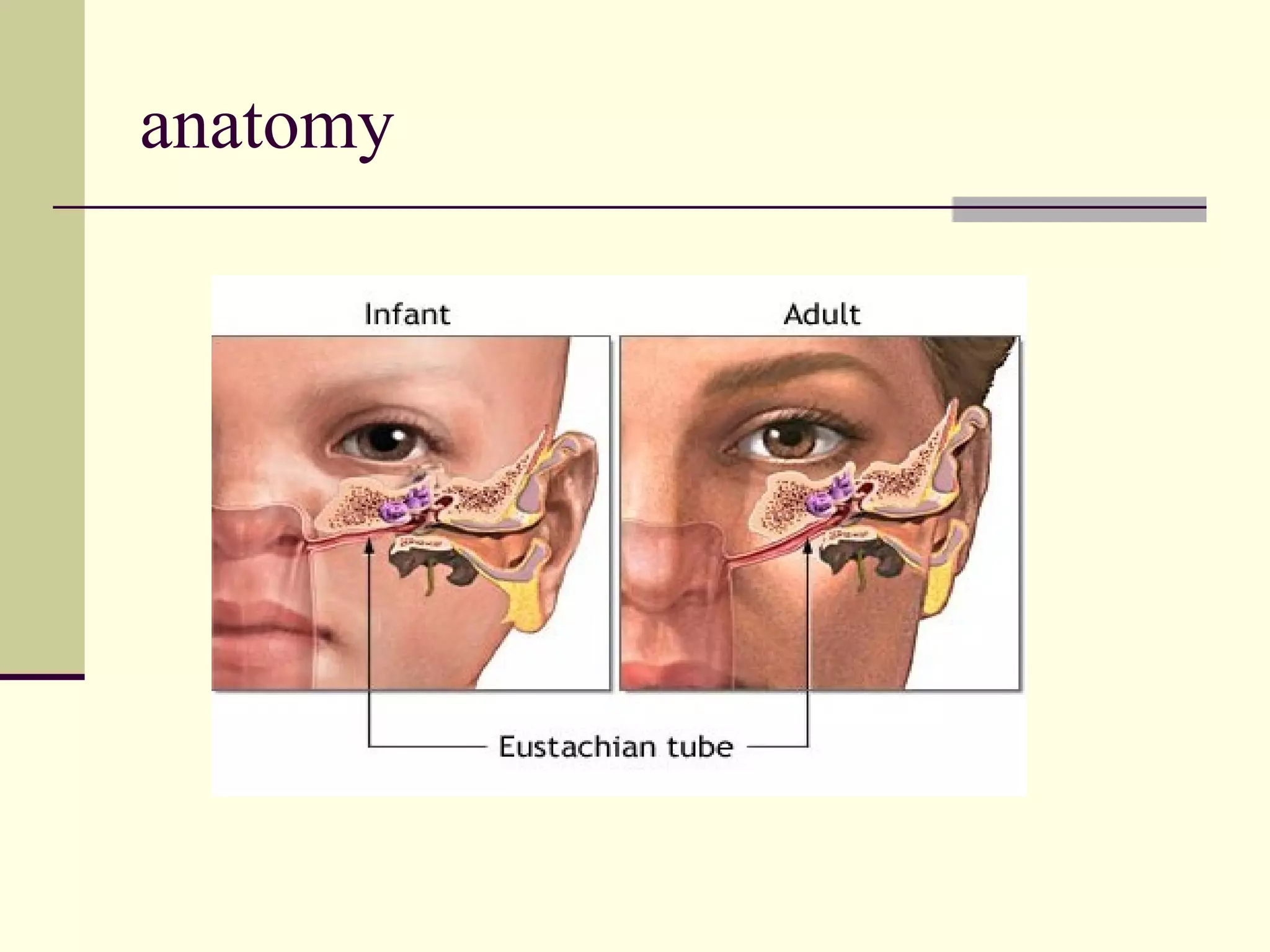 Eustachian tube; anatomy test & disorders 8.2.2016 Dr.Bakshi | PPT