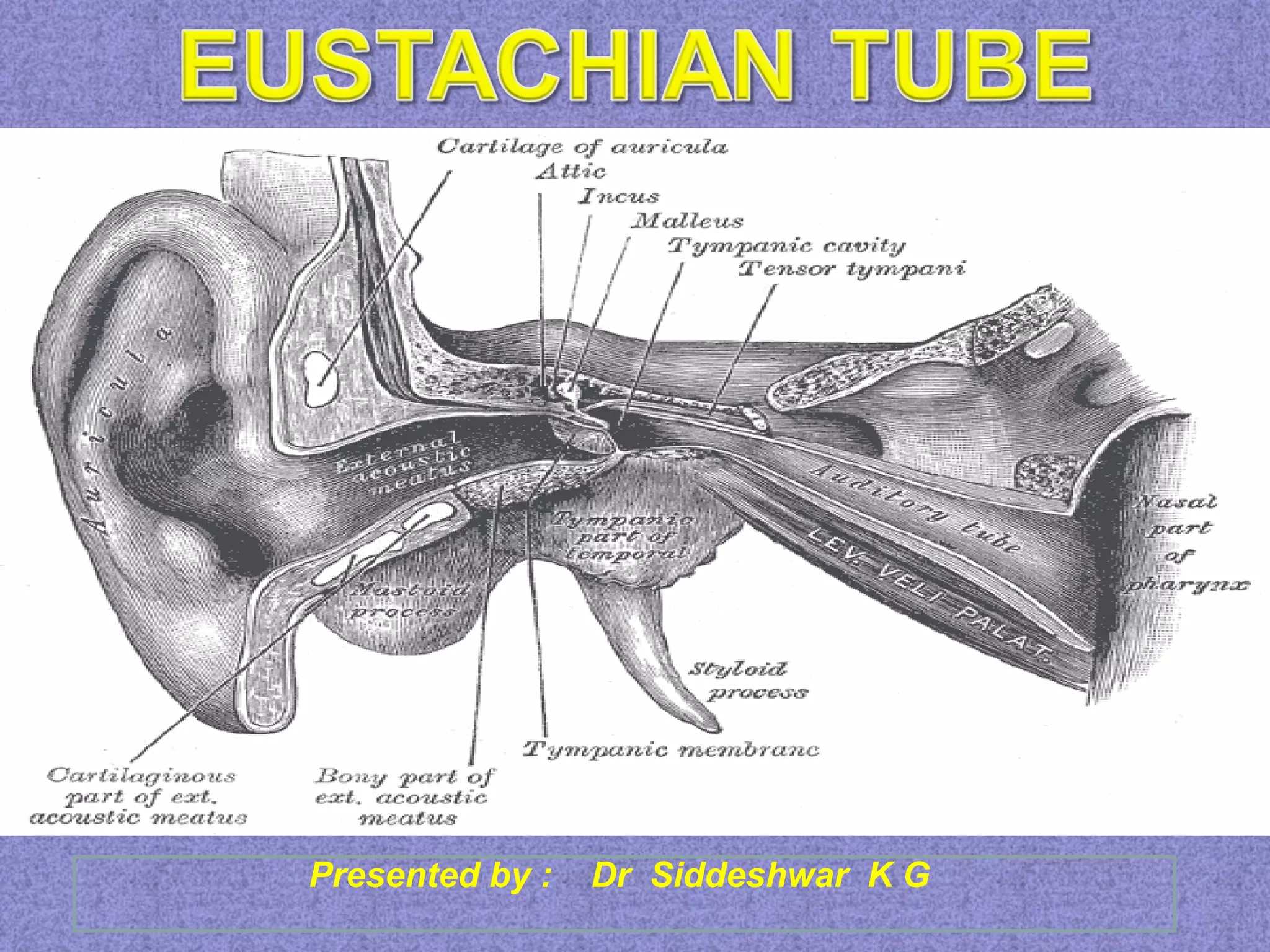 Eustachian tube final PP ANATOMY,EMBRYOLOGY,FUNCTIONS,DYSFUNCTIONS ...