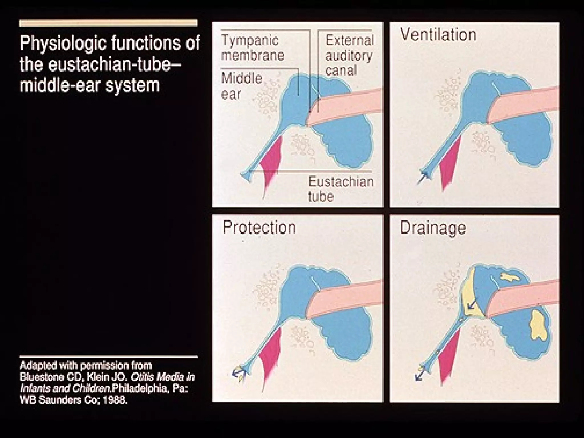 Eustachian tube final PP ANATOMY,EMBRYOLOGY,FUNCTIONS,DYSFUNCTIONS ...