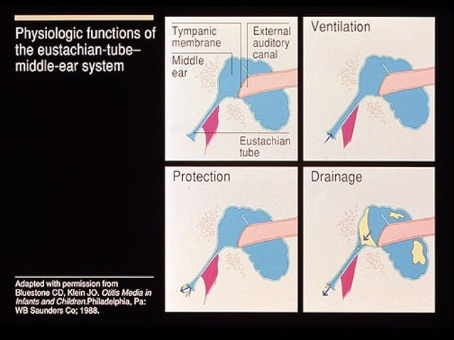 Eustachian tube final PP ANATOMY,EMBRYOLOGY,FUNCTIONS,DYSFUNCTIONS ...
