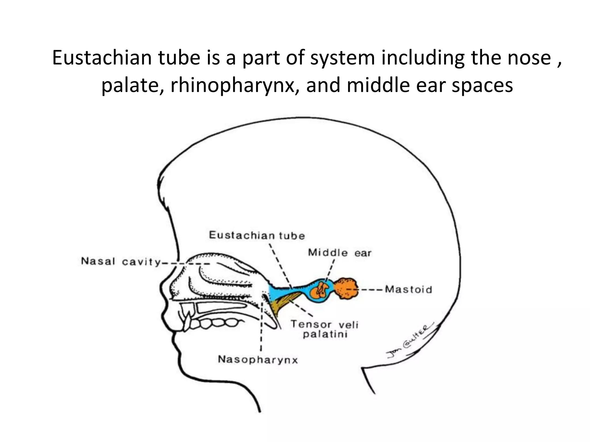Eustachian Tube | PPTX