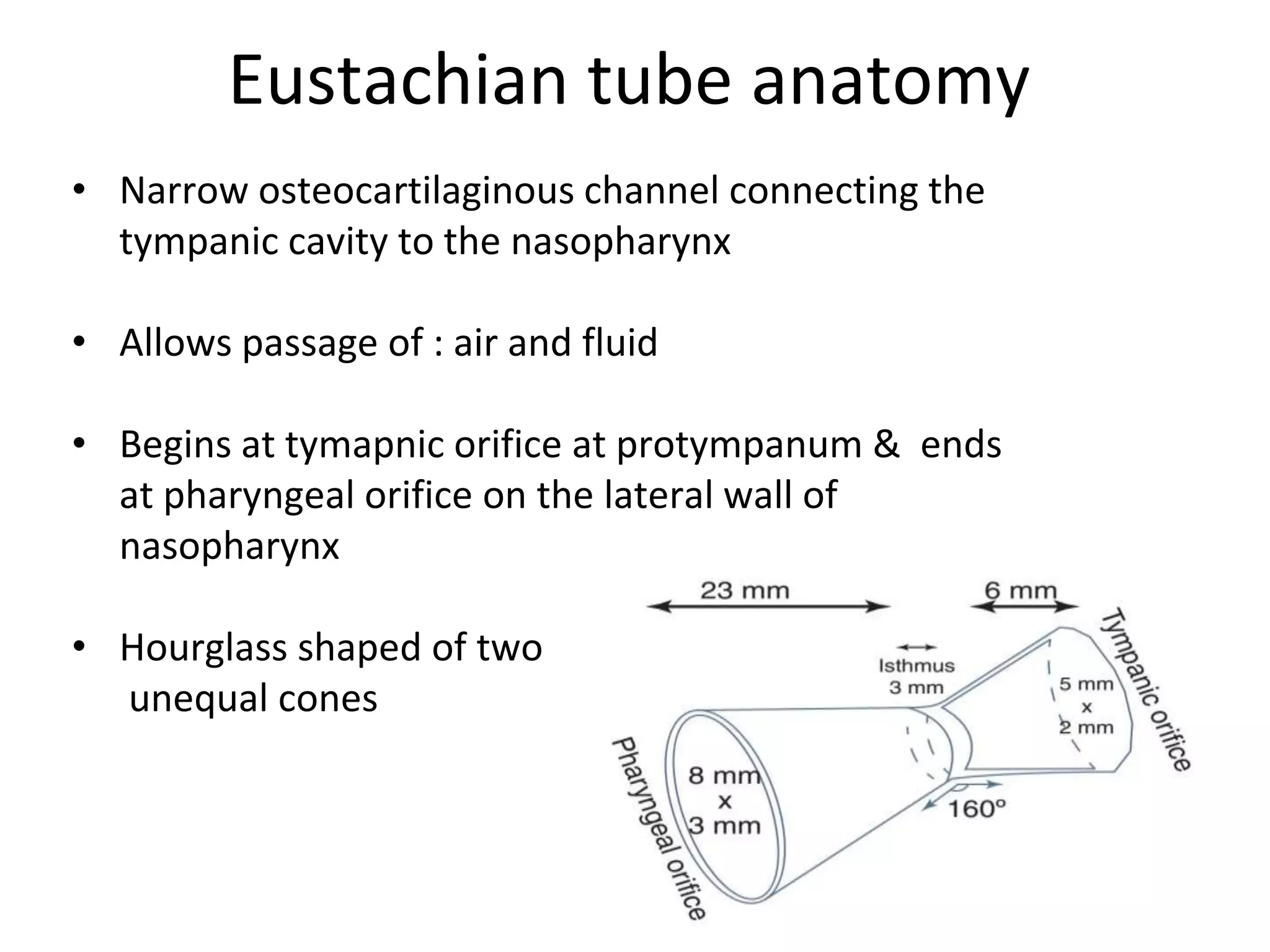 Eustachian Tube | PPTX | Ear, Nose and Throat Conditions | Diseases and ...