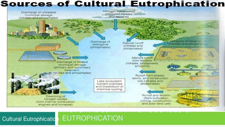 Cultural Eutrophication Diagram