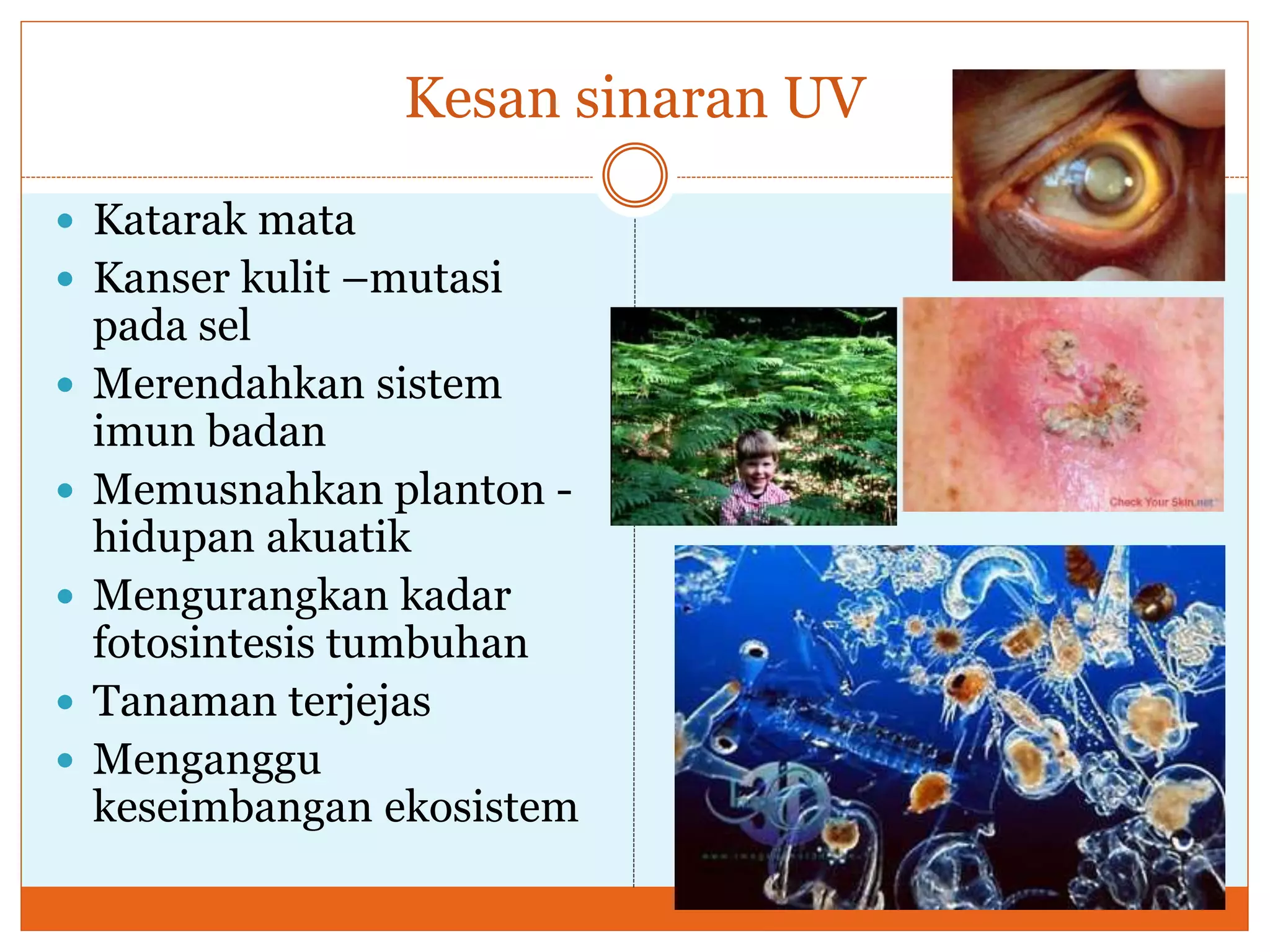 Eutrofikasi | PPTX