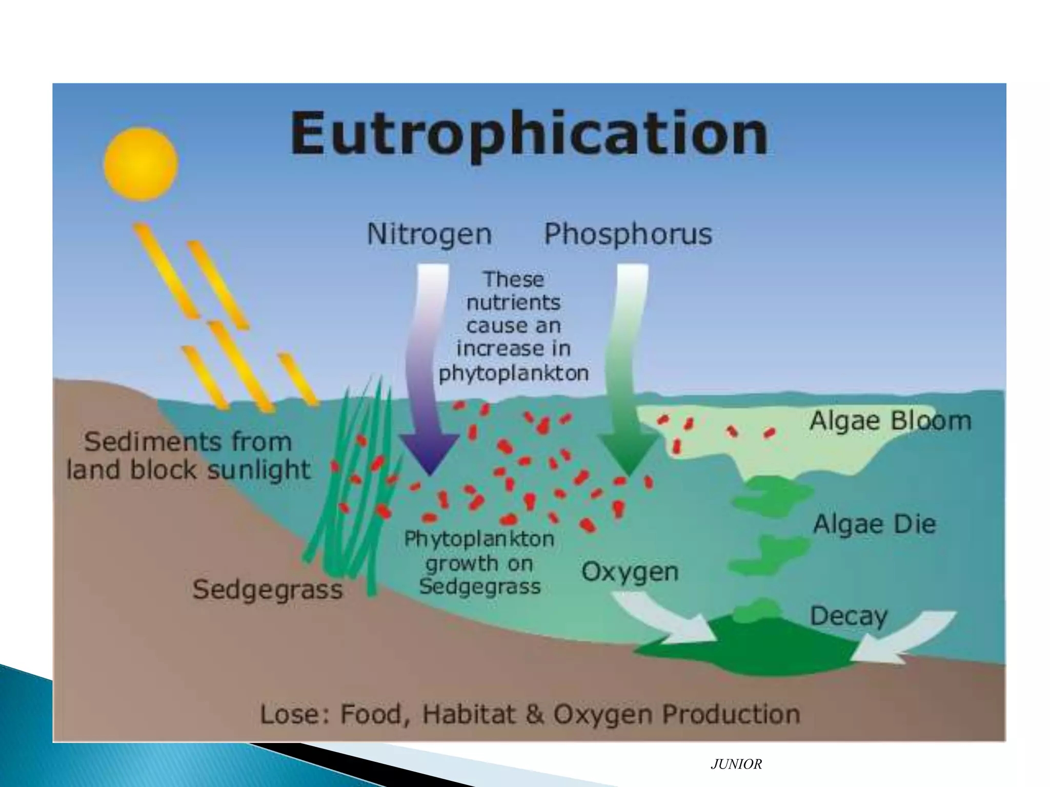 Eutrophication | PPT