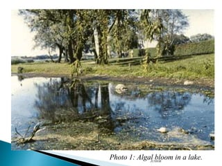 Eutrophication Ppt