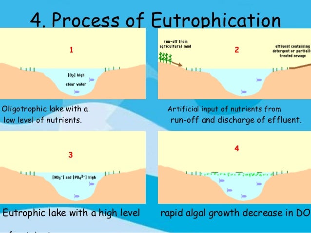 Eutrophication