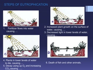 Eutrophication | PPTX