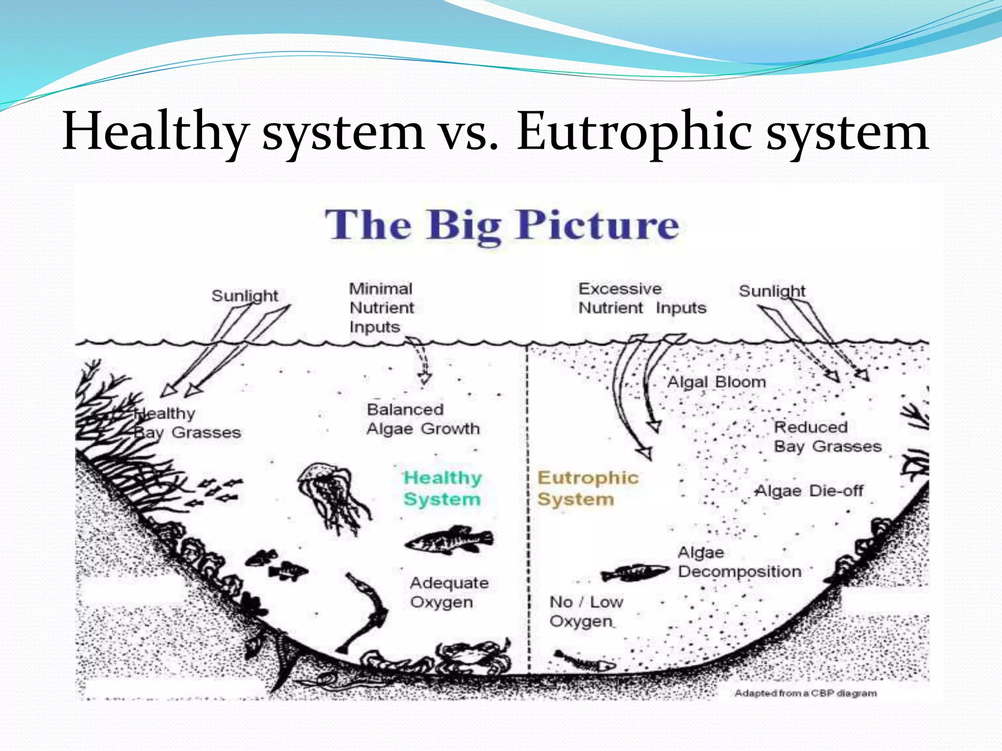 Eutrophication | PPTX