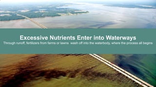 Eutrophication | PPTX | Indoor Environmental Quality | Home & Garden