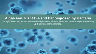 Eutrophication | PPTX | Indoor Environmental Quality | Home & Garden