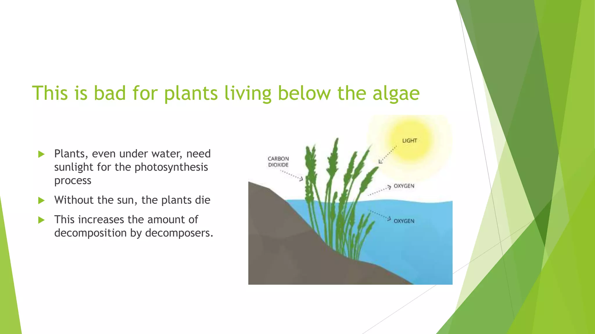 Eutrophication | PPTX
