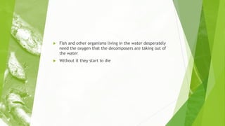 Eutrophication | PPTX