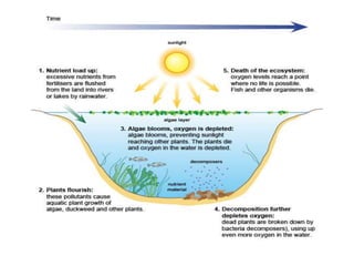 Eutrophication | PPTX