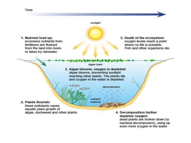 Eutrophication | PPTX | Science