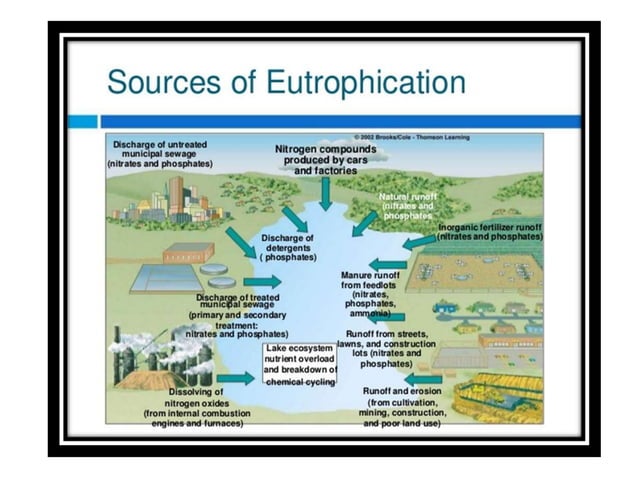 Eutrophication | PPTX | Science