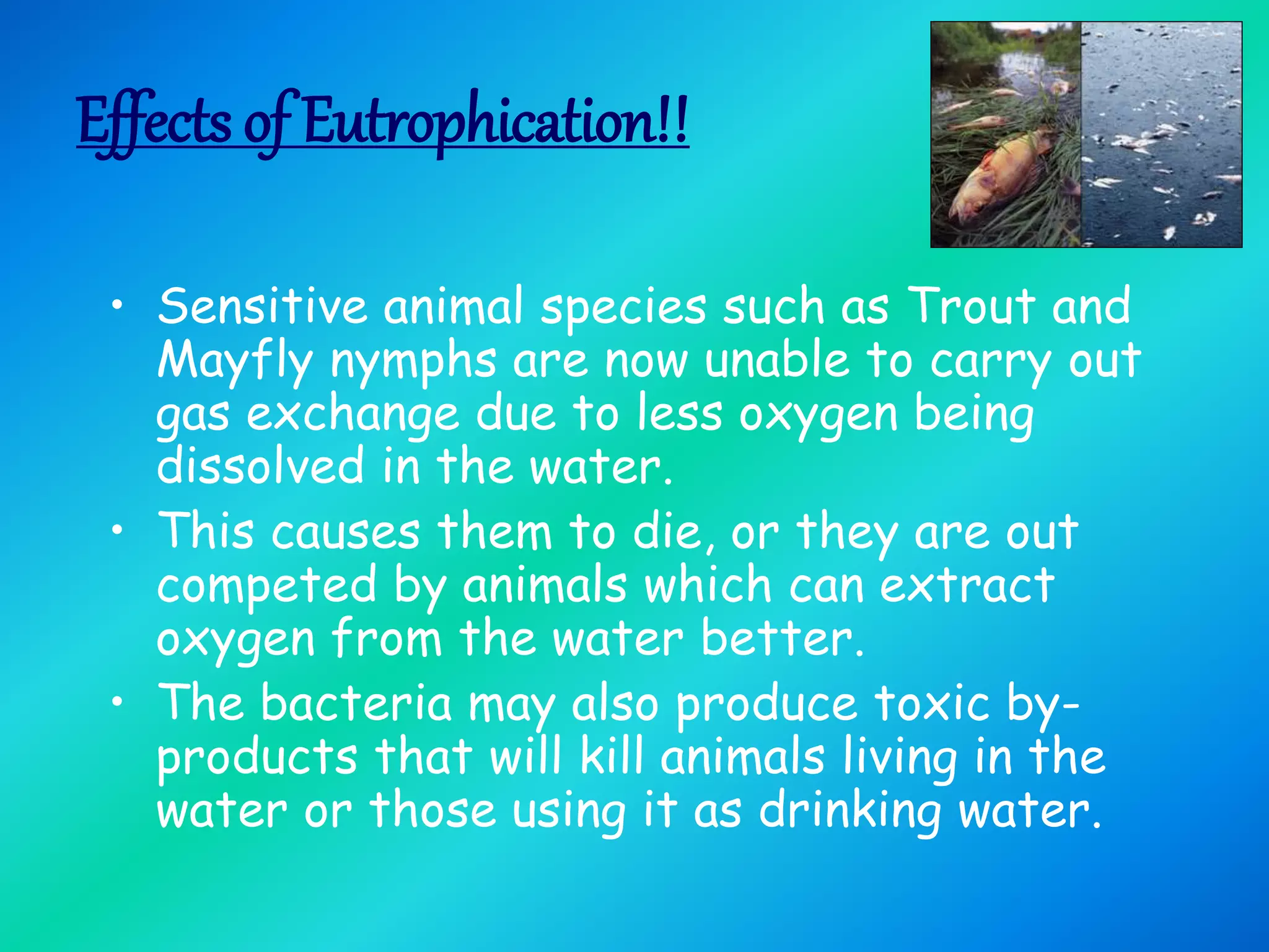 Eutrophication OR hypertrophication | PPT