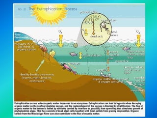 Eutrophication OR hypertrophication | PPT